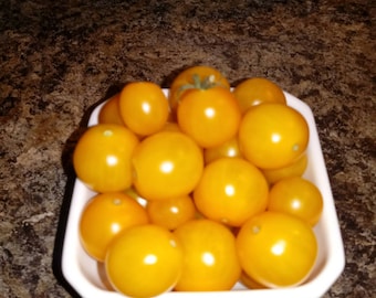 Pinocchio Dwarf Tomato Seeds | Etsy