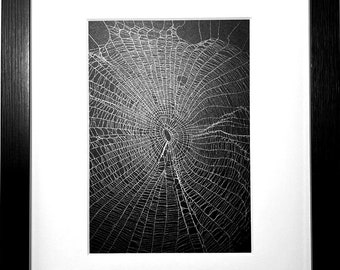Spider Web Real - Etsy