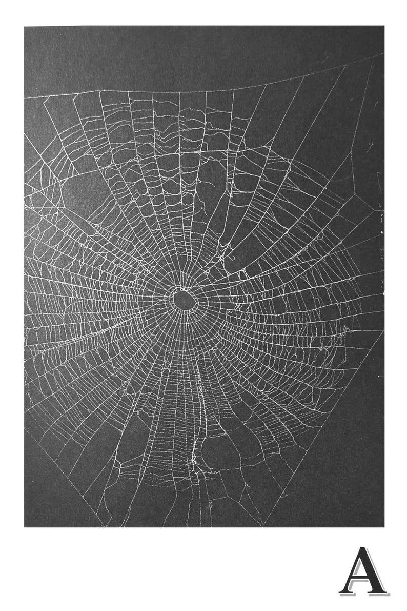 Real Spider Webs Preserved on Black 5.5x7.5 Cardstock - Etsy