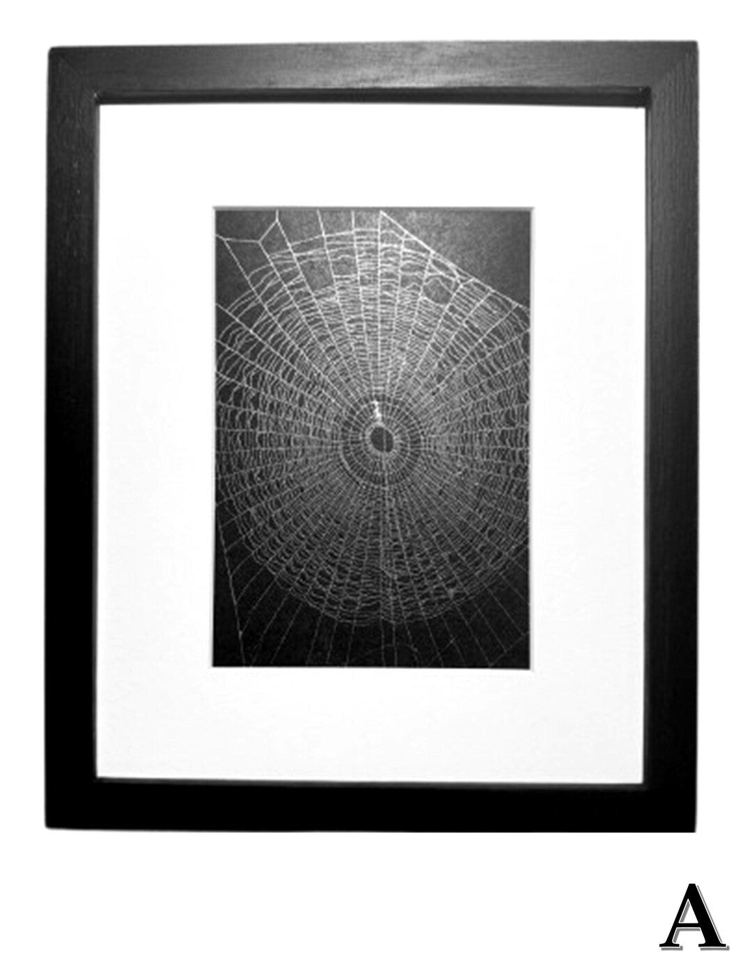 Real Preserved Spider Web Matted and Framed 8x10 Frame With 5x7 Opening ...