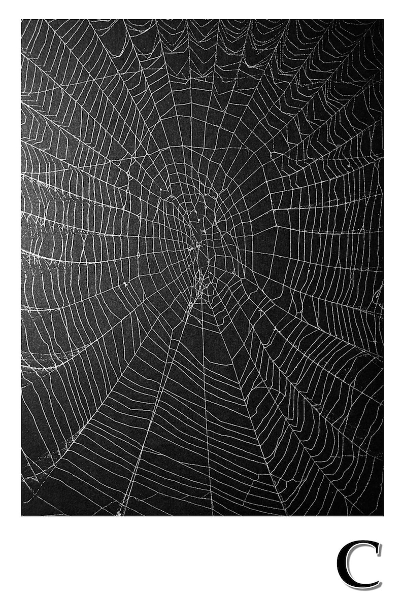Real Spider Webs Preserved on Black 5.5x7.5 Cardstock - Etsy
