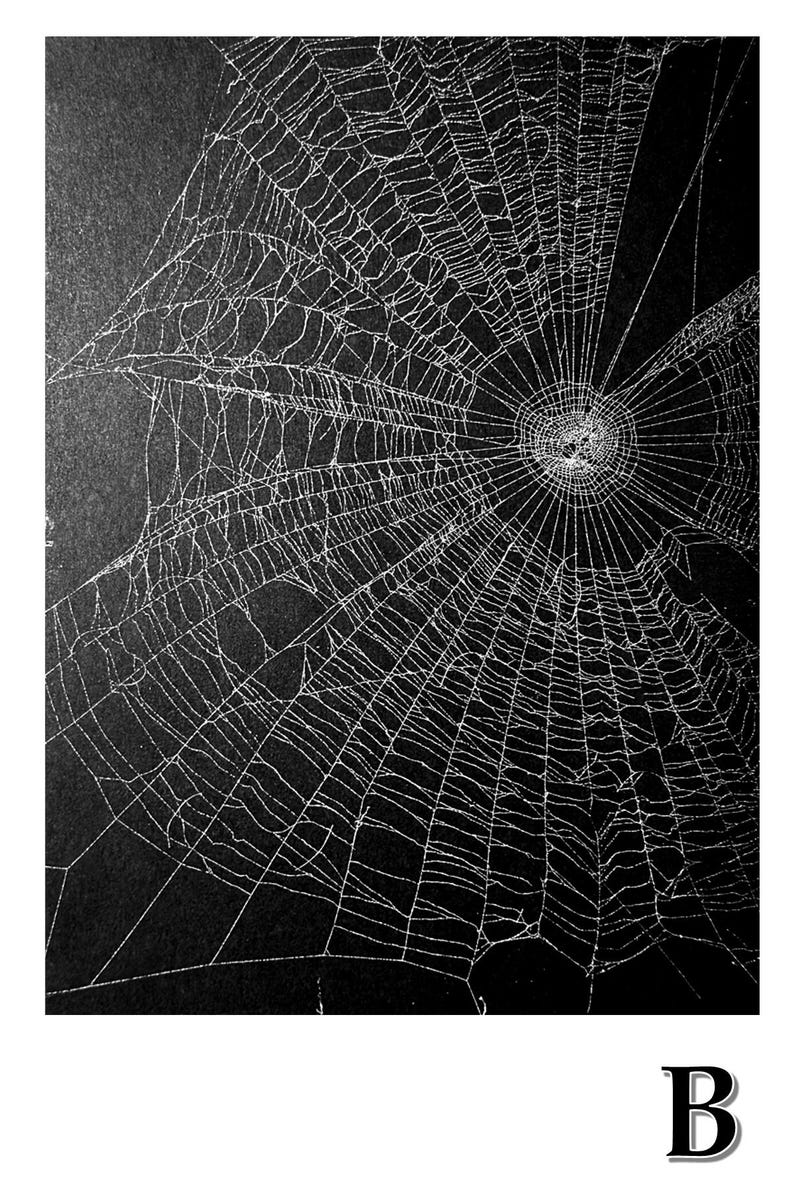 Real Spider Webs Preserved on Black 5.5x7.5 Cardstock - Etsy