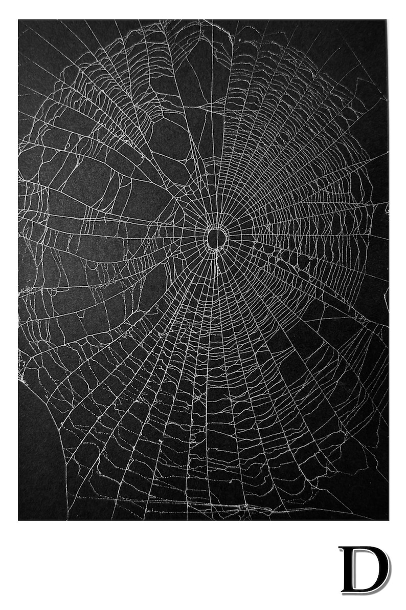 Real Spider Webs Preserved on Black 5.5x7.5 Cardstock - Etsy