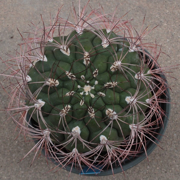 Barrel Cactus - Etsy