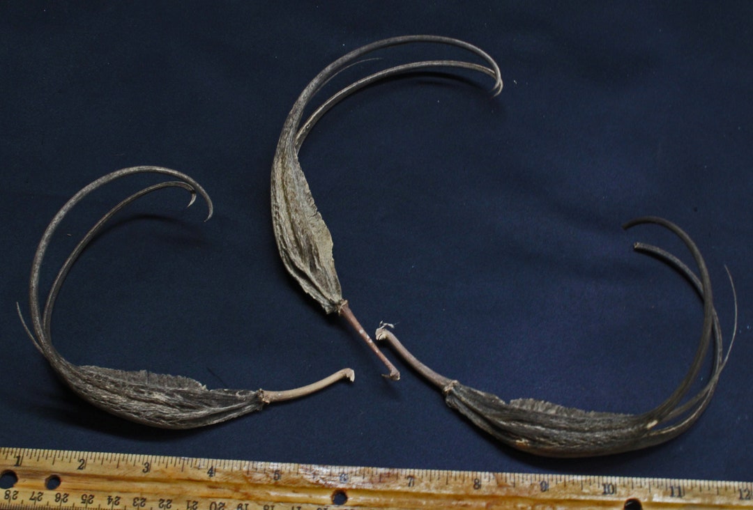 S104 Devil's Claw Proboscidea martynia Annua 3 Curved Horn Seed Pods - Etsy