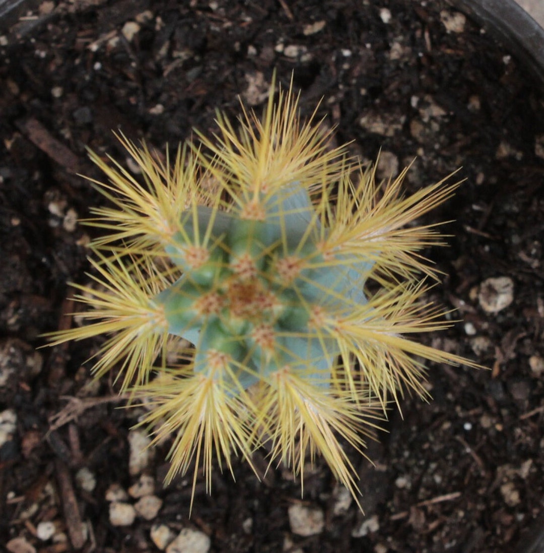 PA10 Pilocereus Azurerus Blue Torch Cactus Updated 2/17/2024 - Etsy
