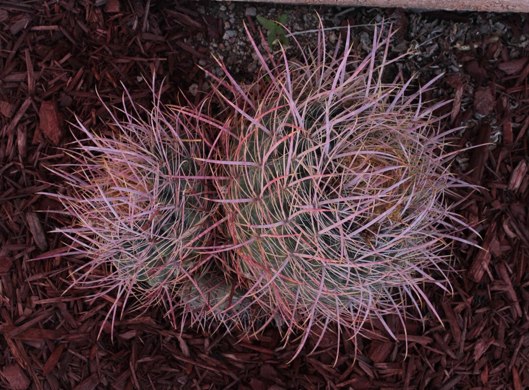 FC325 ~ Ferocactus Cylindraceus ~ Rare Multi-headed California Red ...