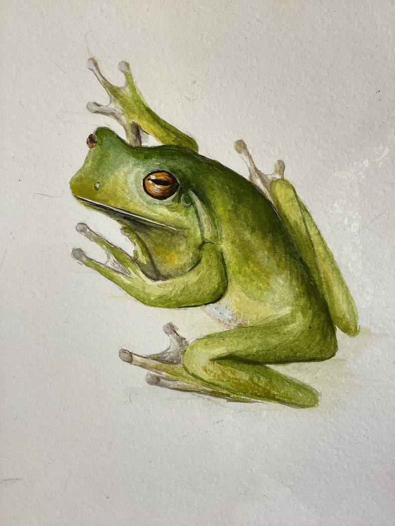 Green Tree Frog - Etsy