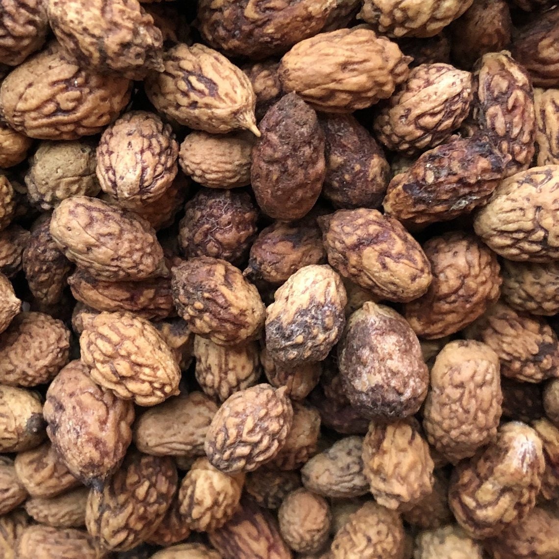 100 5.000 FRESH SEEDS ORGANIC Bidara Ber Tree Jujube | Etsy