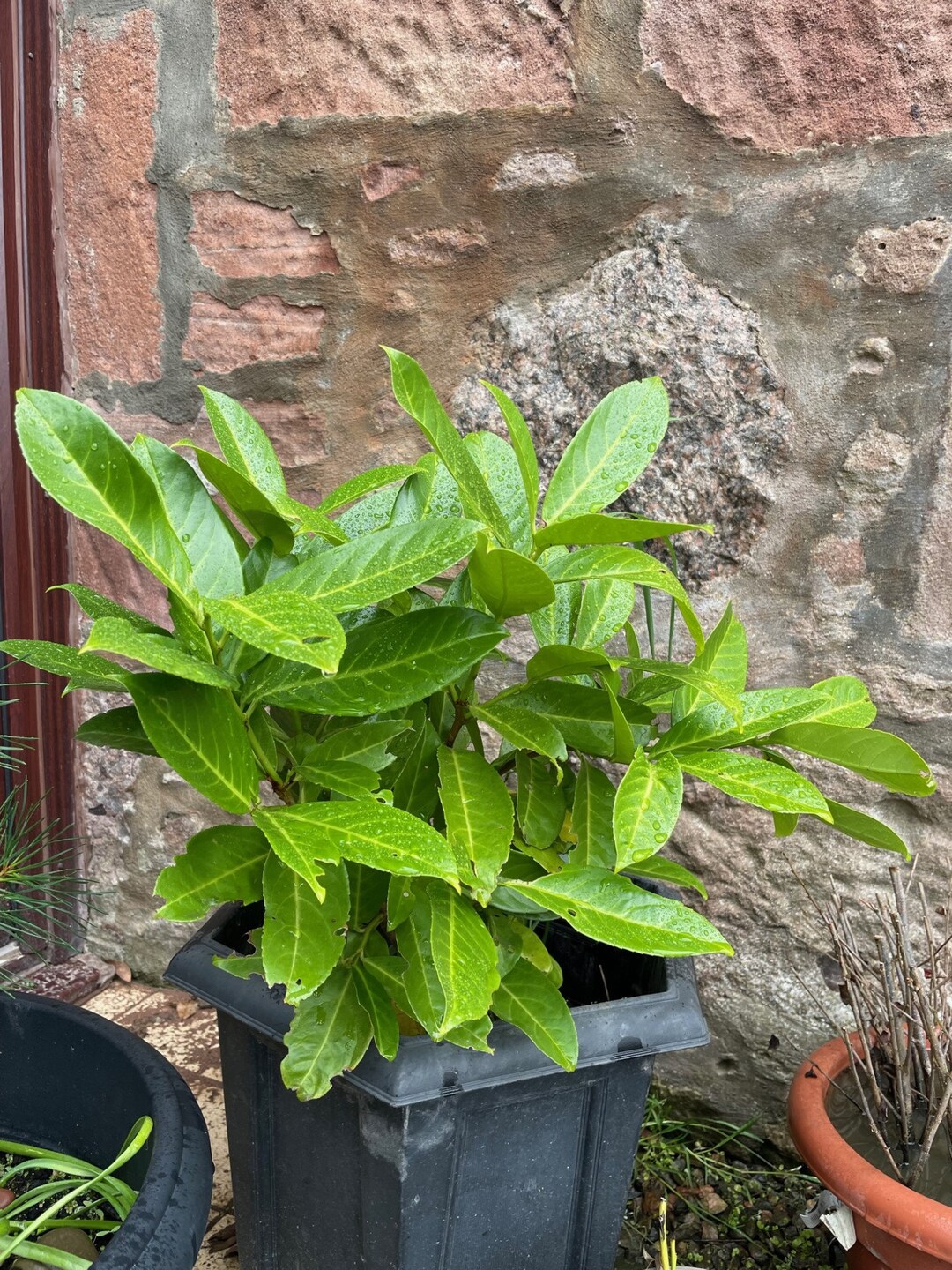 Large Laurel (laurus Nobilis) Sapling - Etsy UK