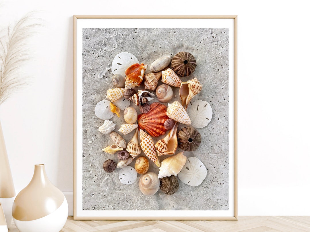 Seashell Photography, Shell Photo, Beach Decor, Fine Art Print, Coastal ...