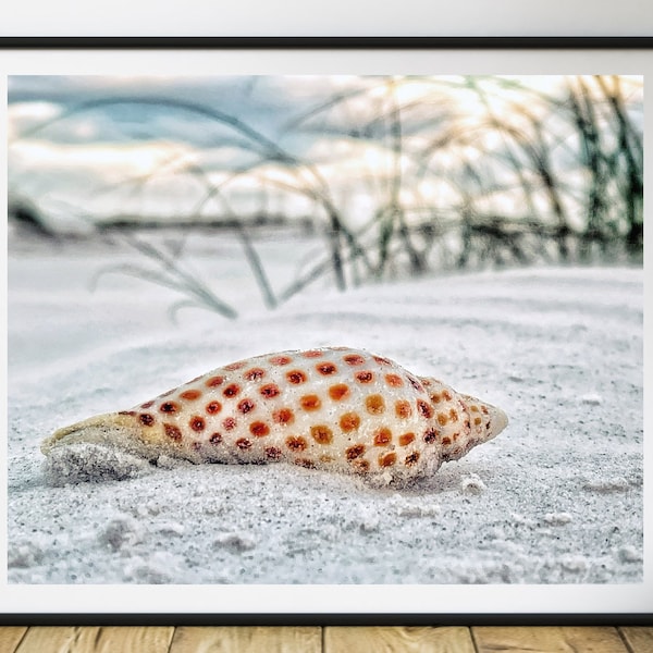 Sea Shell Photo - Etsy