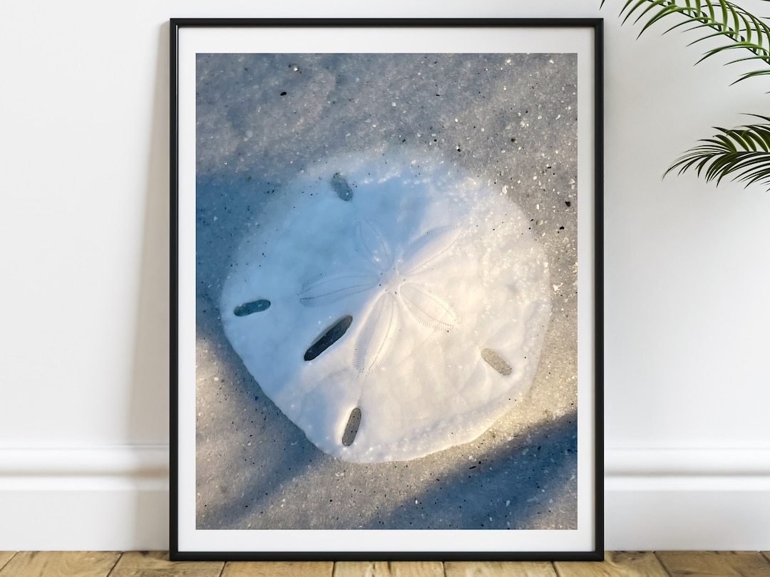 Seashell Fine Art Print, Sand Dollar Wall Art, Sand Dollar Home Decor ...