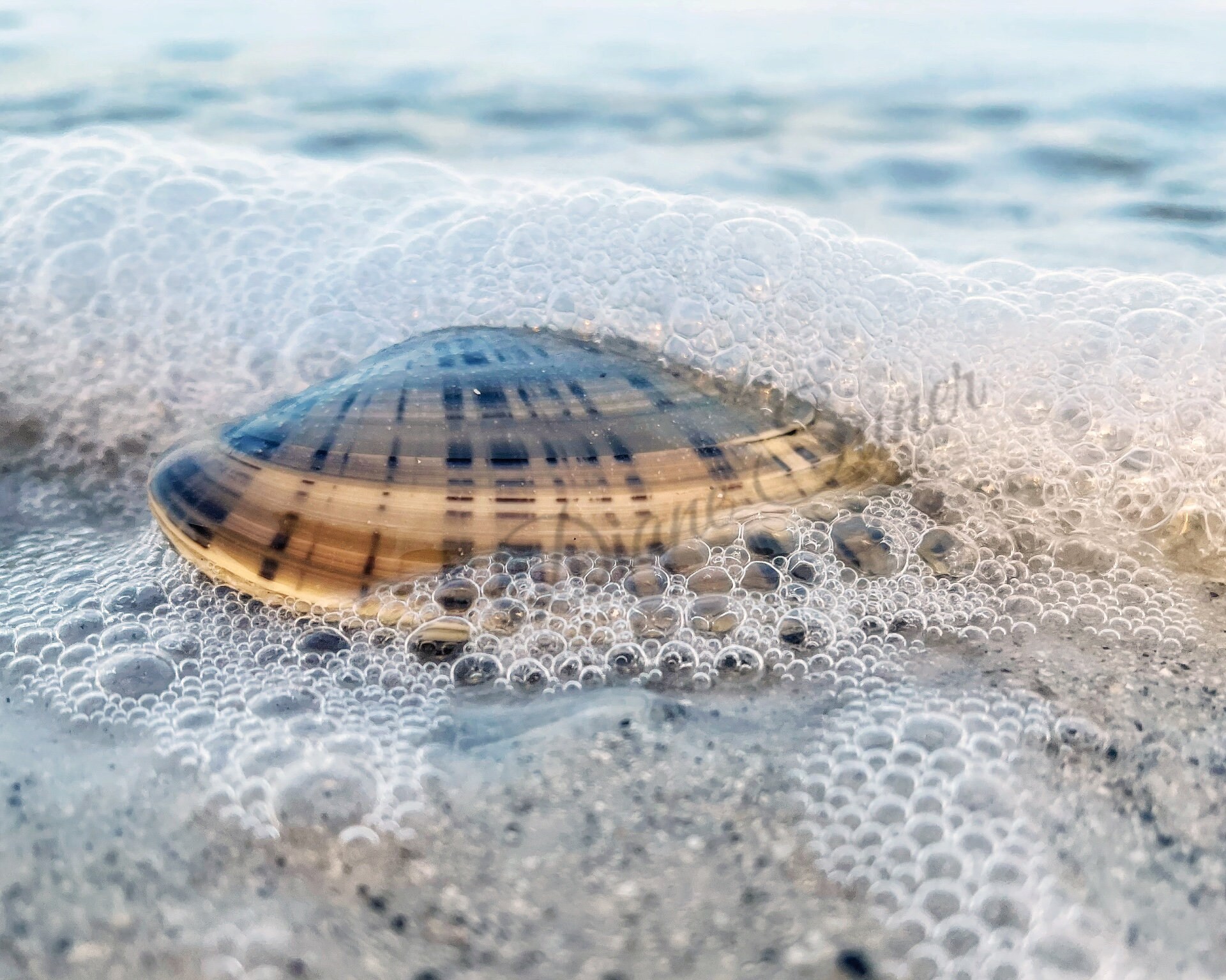 Sunray Venus Clam, Sea Shells Fine Art Print, Clam Photography Print ...