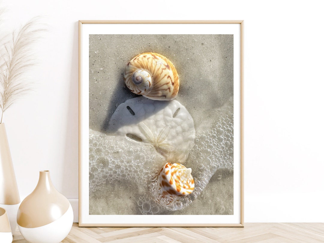 Seashell Photography, Shell Photo, Beach Decor, Fine Art Print, Coastal ...