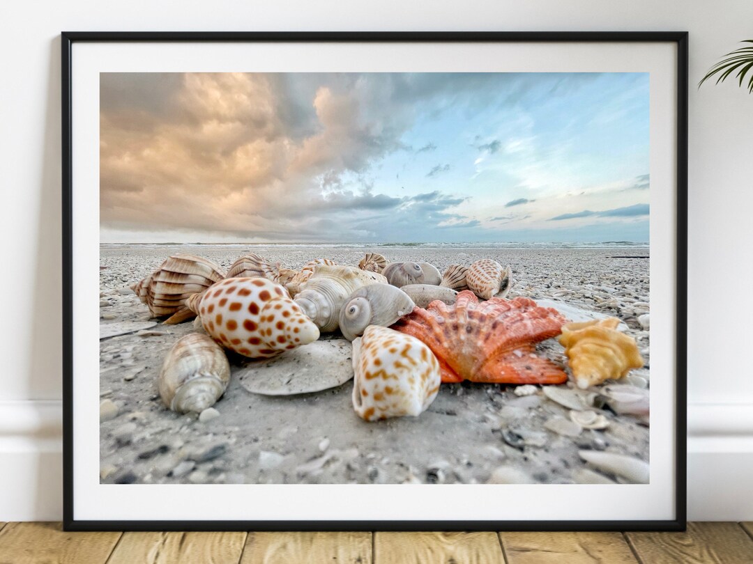 Seashells Fine Art Print, Seashell Photography, Coastal Wall Decor ...