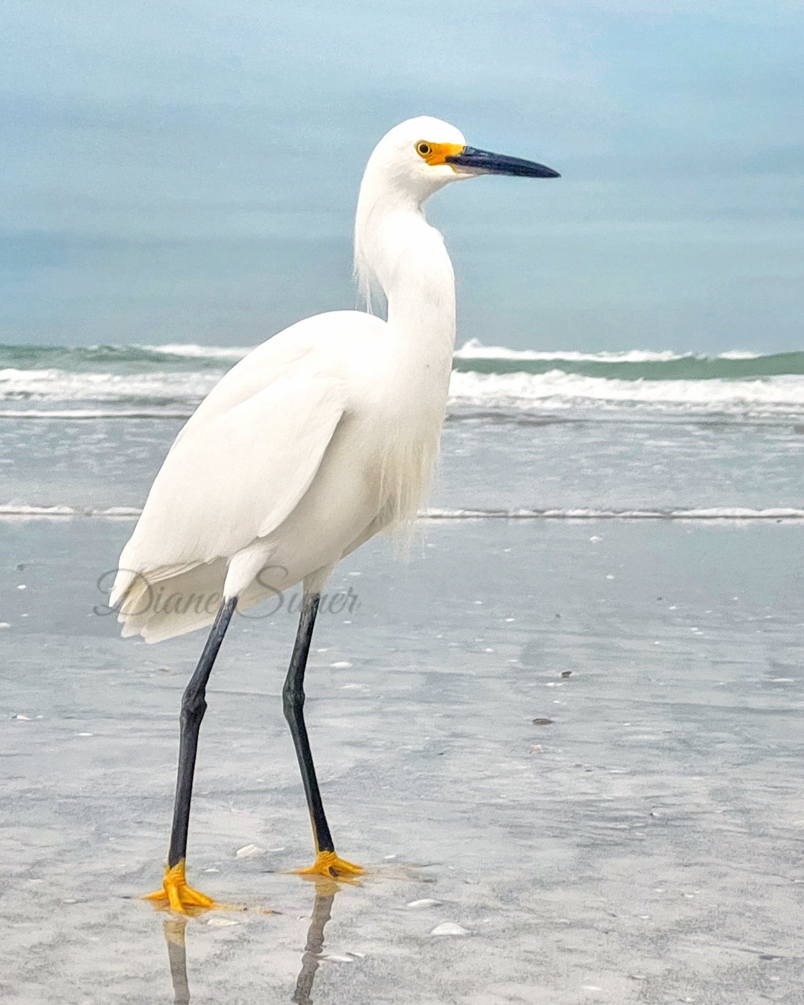 Snowy Heron White Egret Print Bird Wall Art Fineshorebird - Etsy