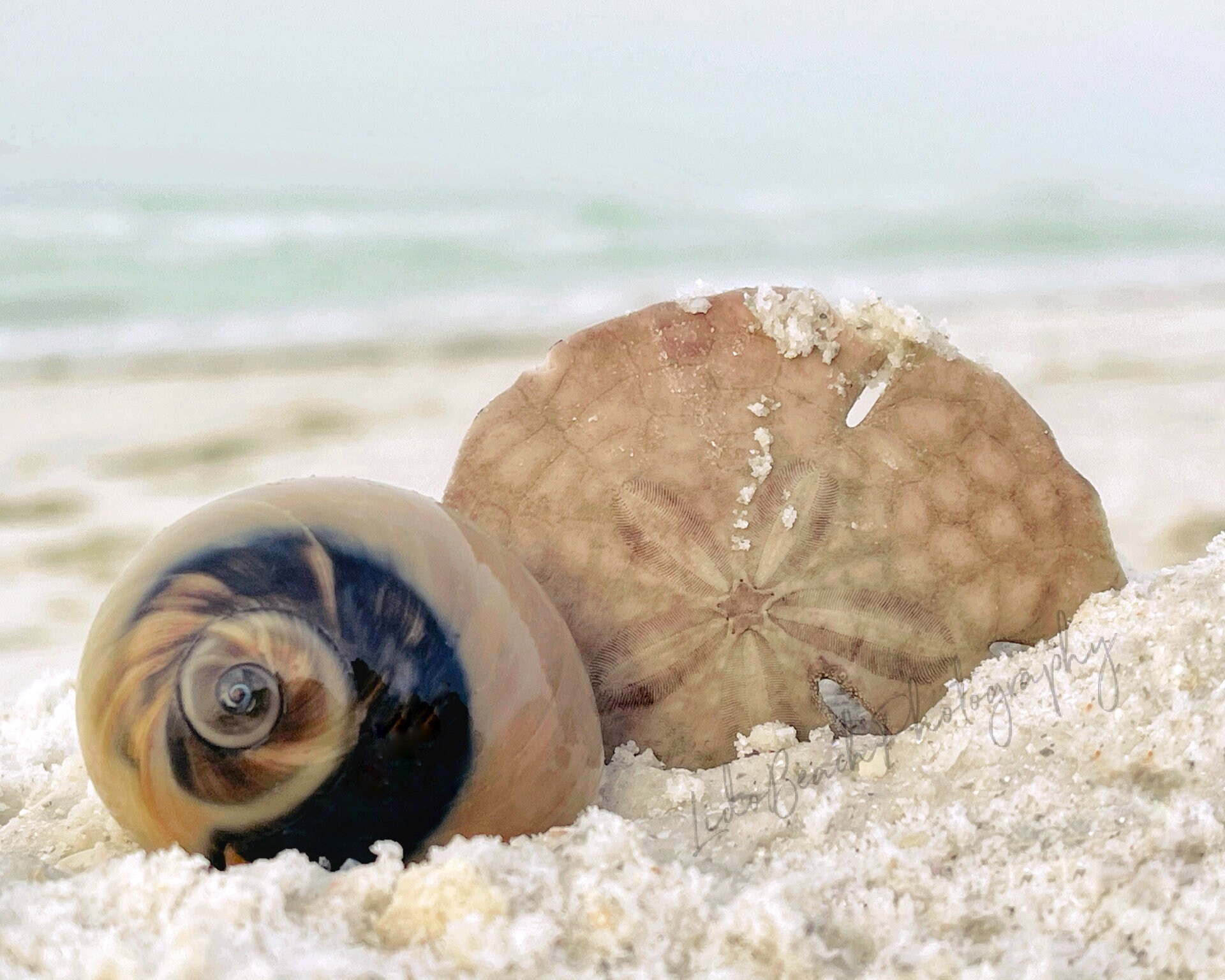 Seashell Fine Art Print Sand Dollar Wall Art Sand Dollar - Etsy