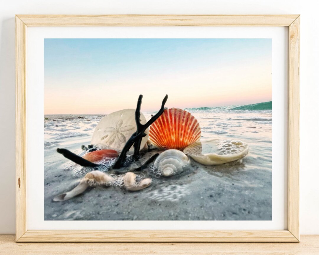 Seashell Fine Art Print, Sand Dollar Print, Ocean Life Artwork, Sea ...