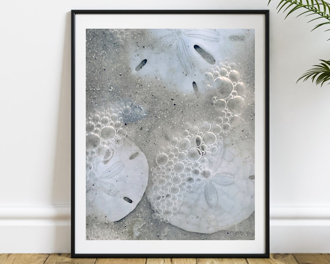 Seashell Fine Art Print, Sand Dollar Wall Art, Sand Dollar Home Decor ...
