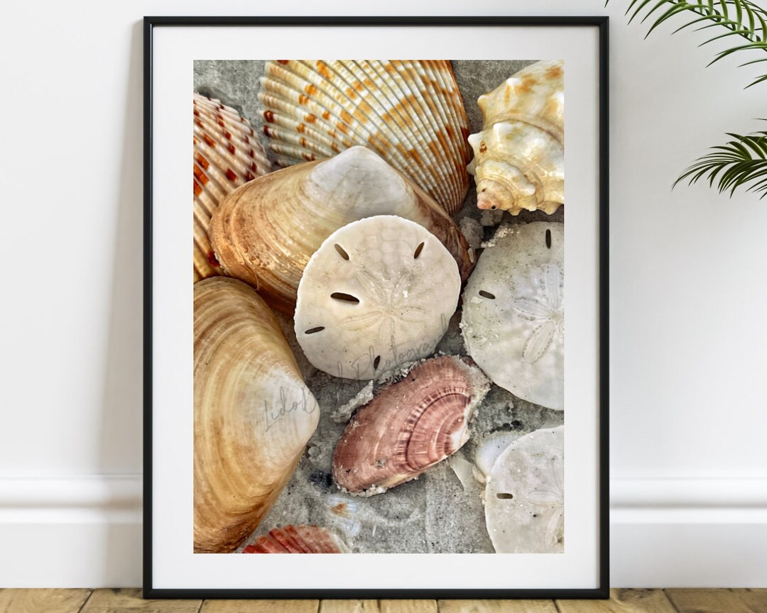 Seashell Photography, Shell Photo, Beach Decor, Fine Art Print, Coastal ...