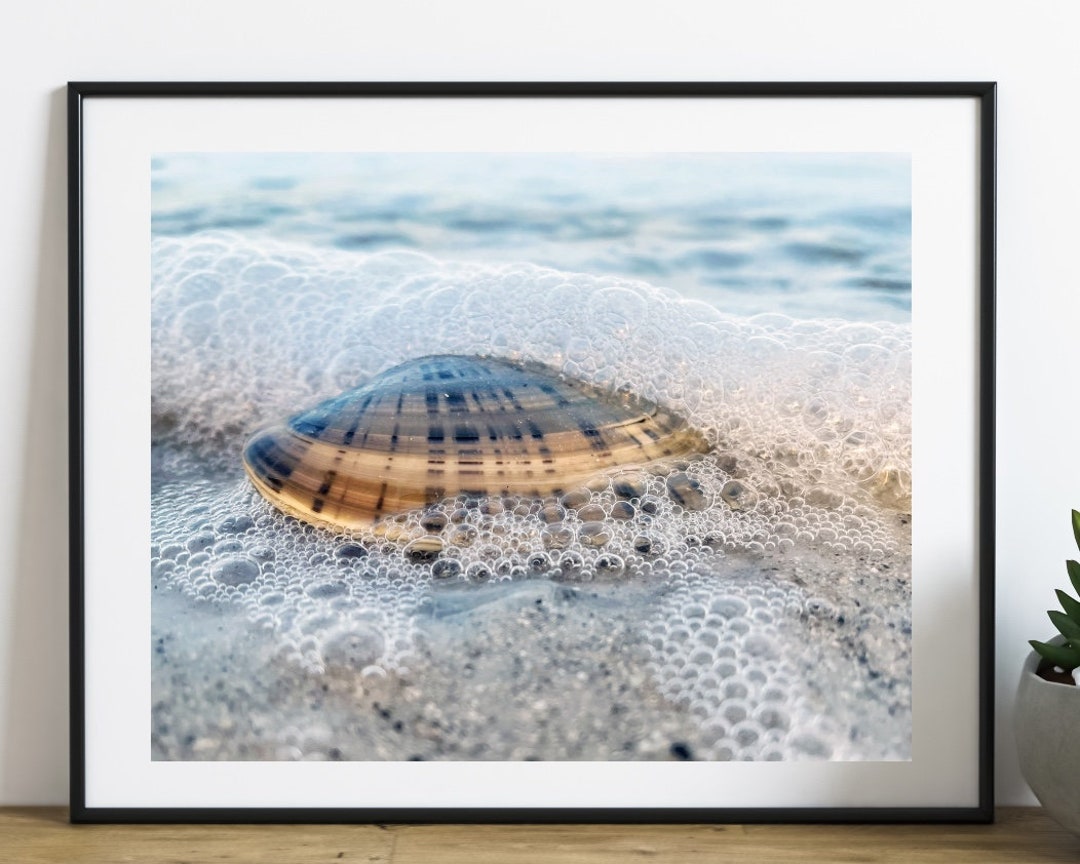Sunray Venus Clam, Sea Shells Fine Art Print, Clam Photography Print ...