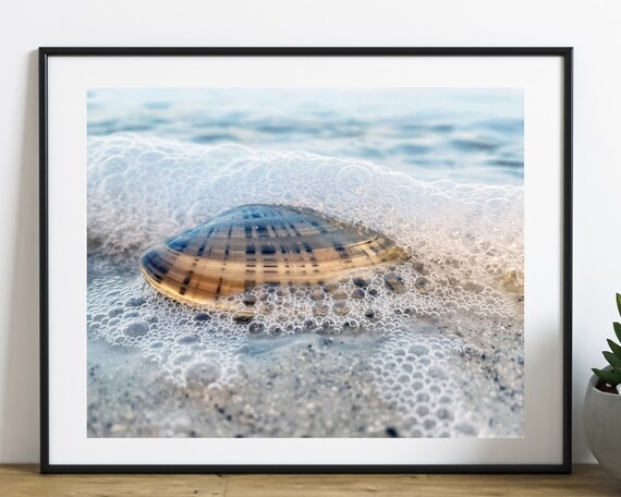 Sunray Venus Clam Sea Shells Fine Art Print Clam Photography - Etsy Italia