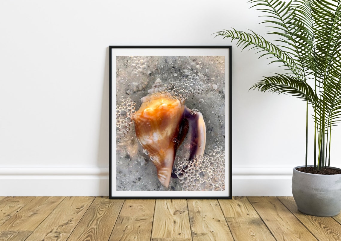 Seashell Photography, Shell Photo, Beach Decor, Fine Art Print, Coastal ...