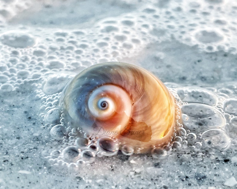 Seashell Photography Shell Photo Beach Decor Fine Art | Etsy