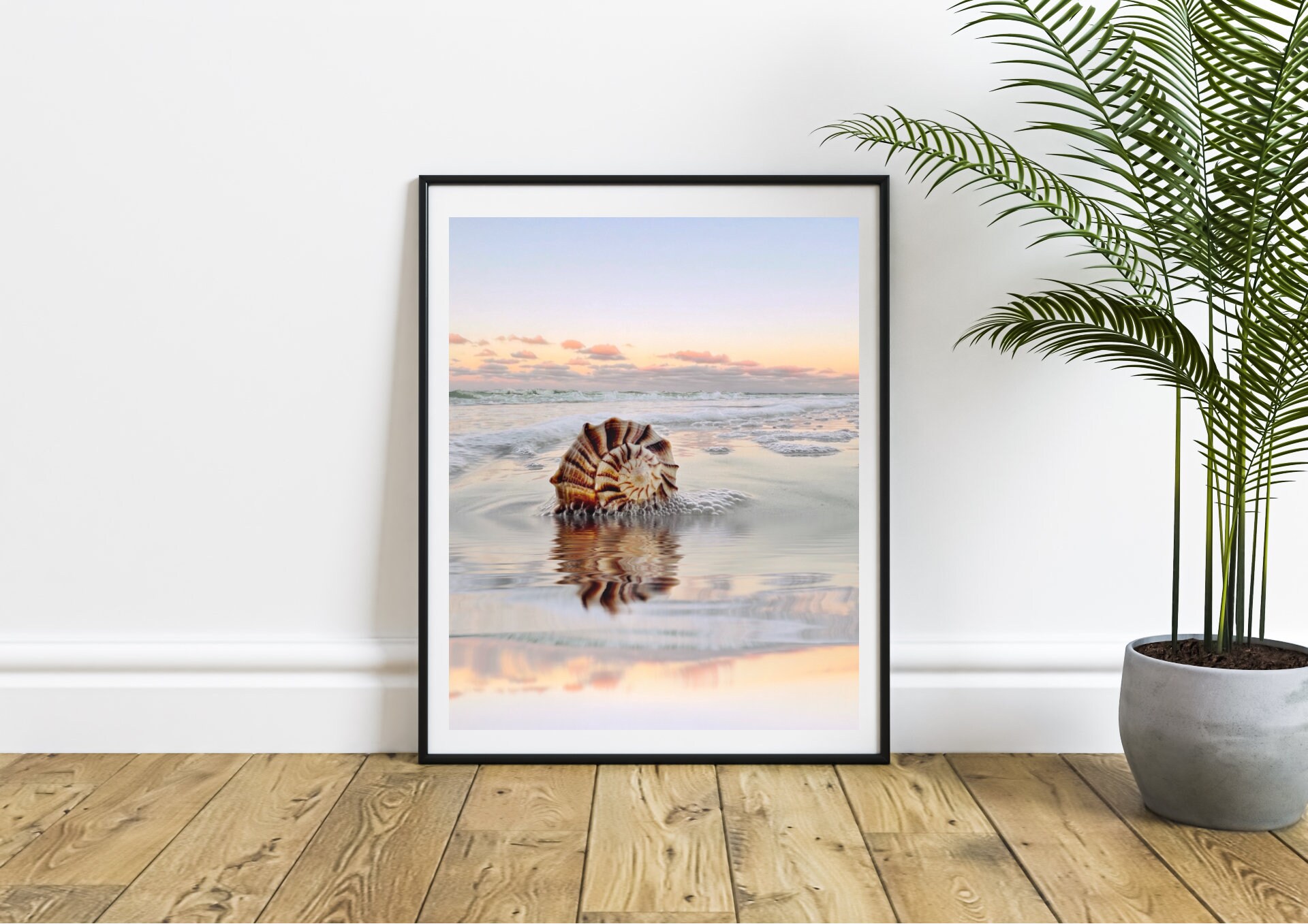 Seashell Art Print Seashell Photography Florida Beach - Etsy