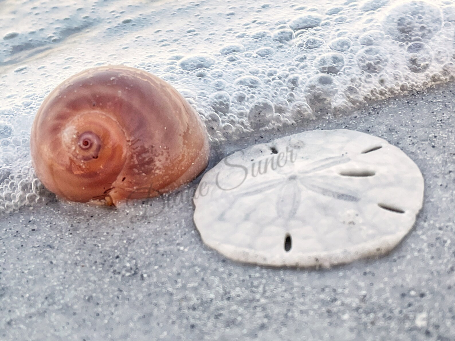 Shark Eye Shell Print Sand Dollar Art Print Seashell Wall - Etsy