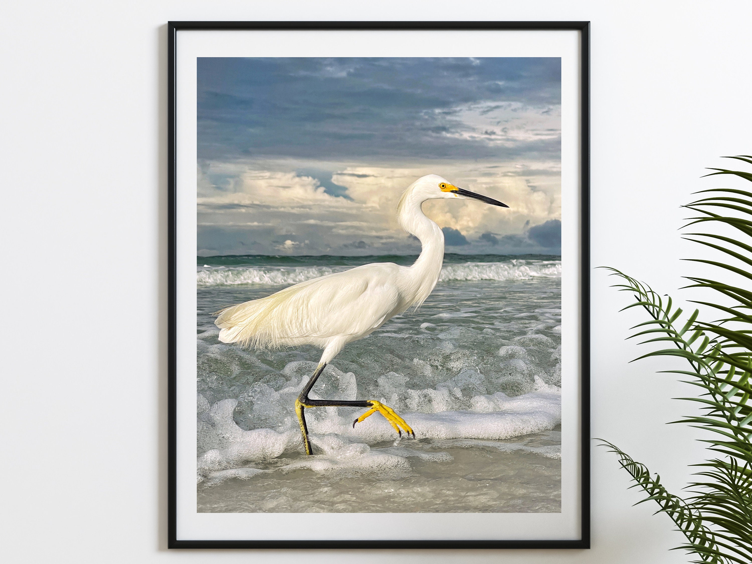 Photography Pensacola Florida Photograph // White Bird Print // Bird ...