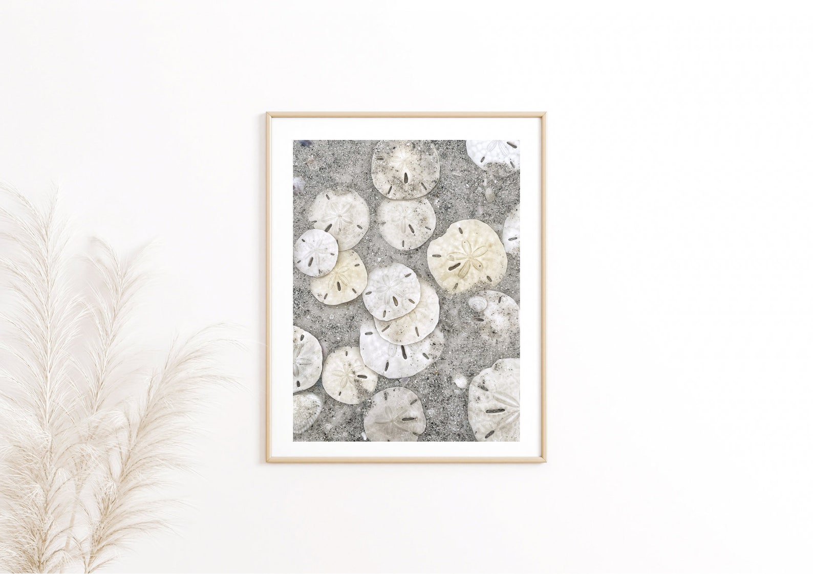 Sand Dollar Seashell Print Sand Dollar Photograph Beach | Etsy