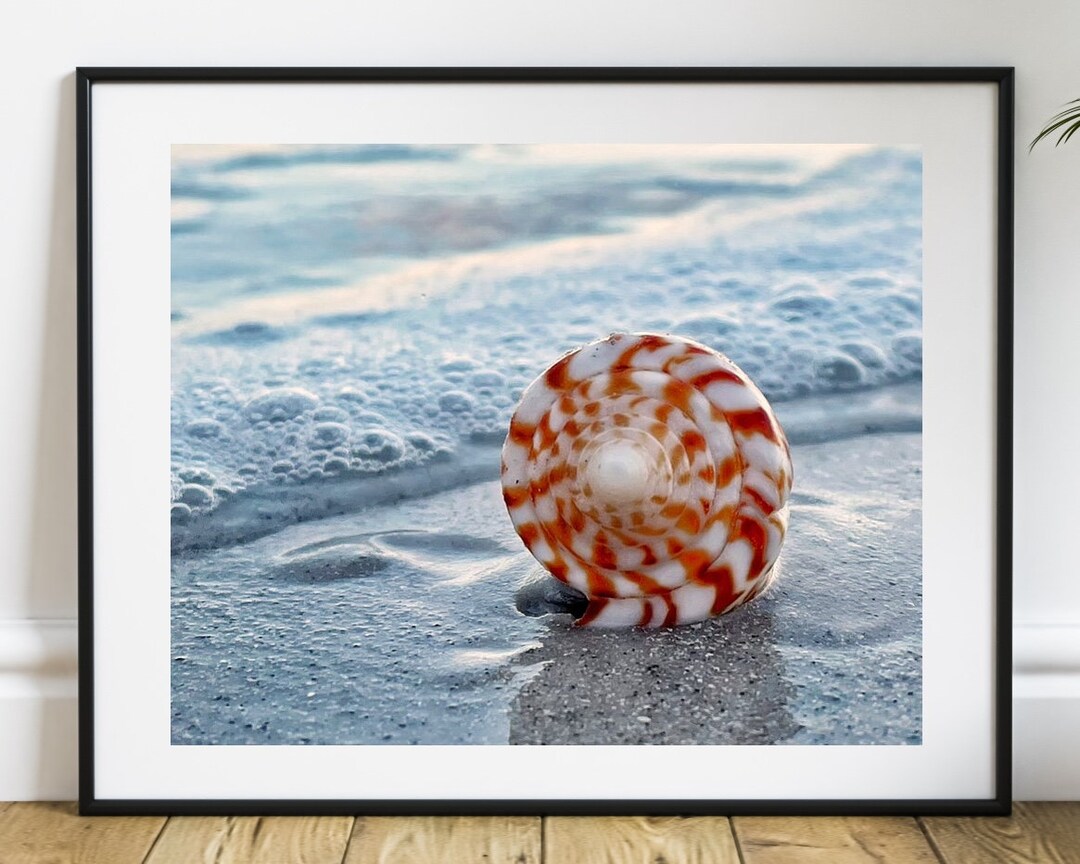Alphabet Cone Seashell Print,sea Shell Fine Art Print, Clam Photography ...