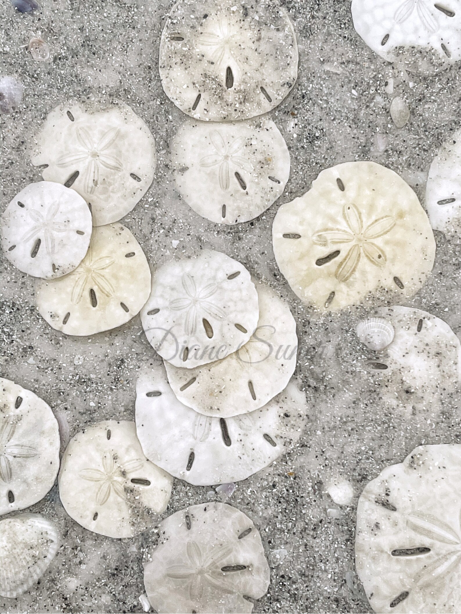 Sand Dollar Seashell Print Sand Dollar Photograph Beach - Etsy