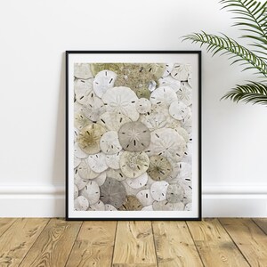 Seashell Fine Art Print, Sand Dollar Wall Art, Sand Dollar Home Decor ...
