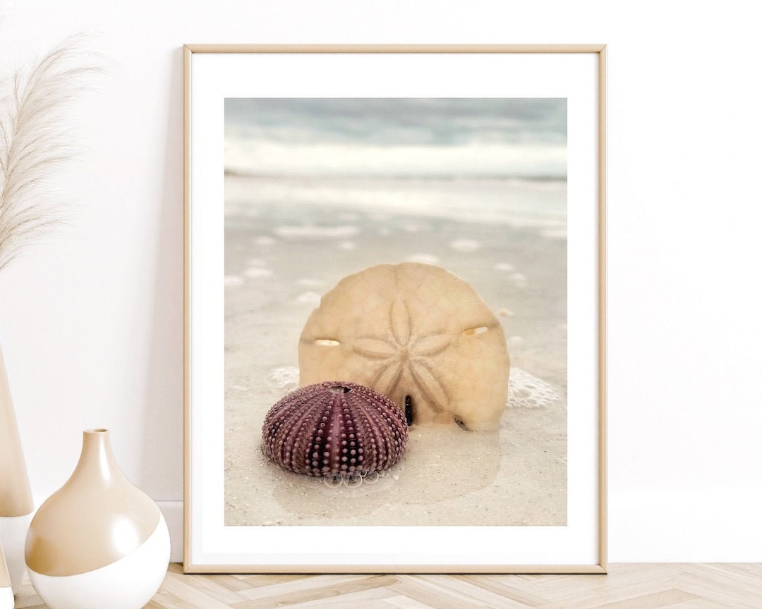 Seashells Fine Art Print, Seashell Photography, Coastal Wall Decor ...