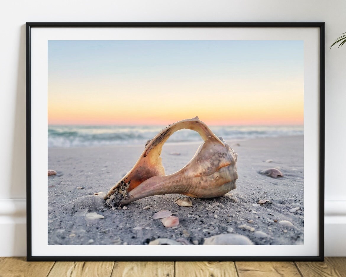 Seashell Photography Shell Photo Beach Decor Fine Art - Etsy