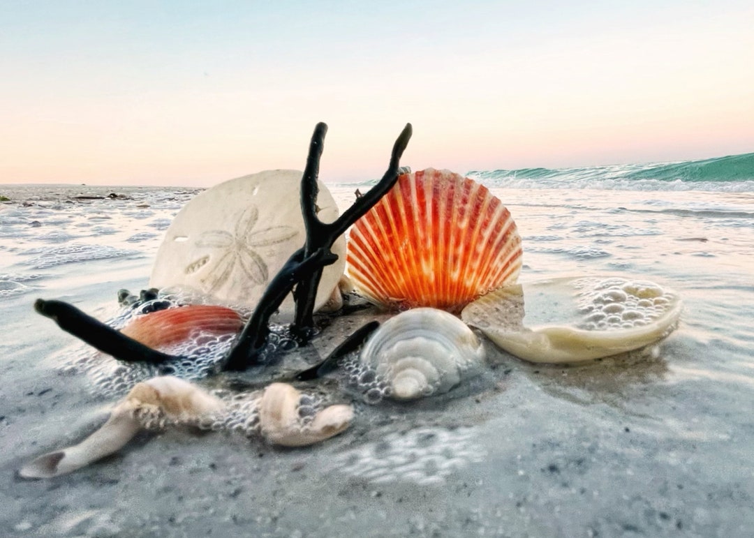 Digital Seashell Background Photography Print Digital Printable Fine ...