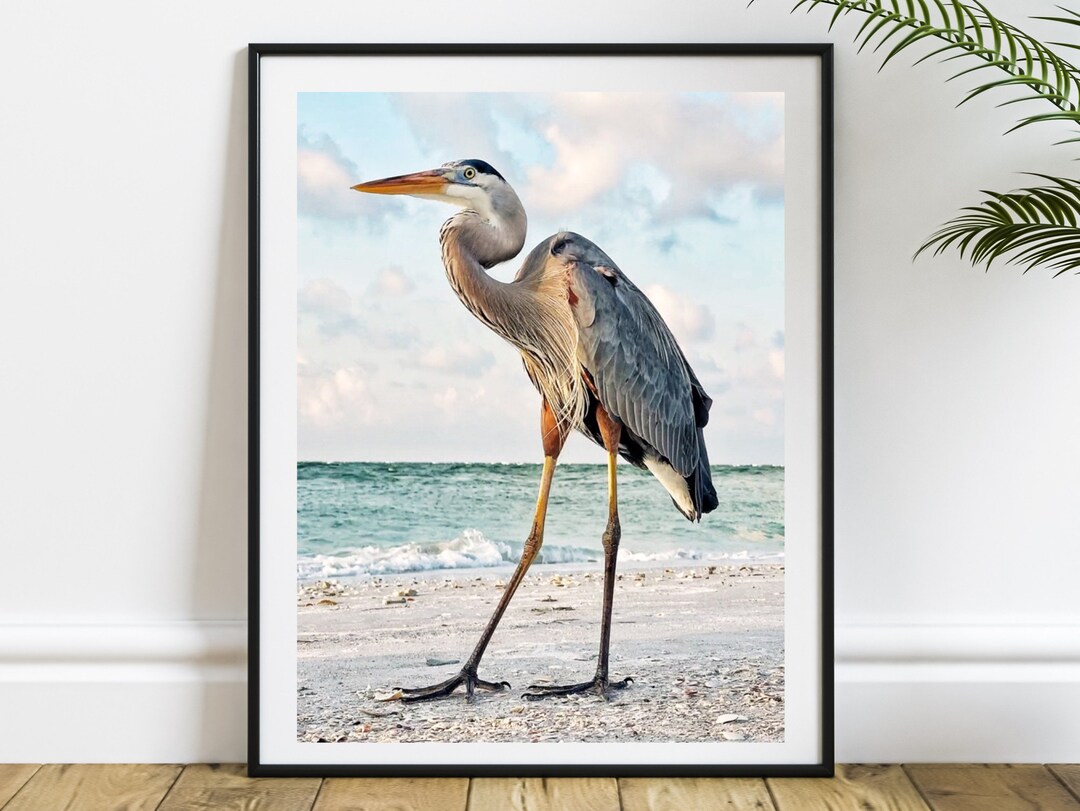 Great Blue Heron, Bird Photography, Florida Photography, Nature Print ...