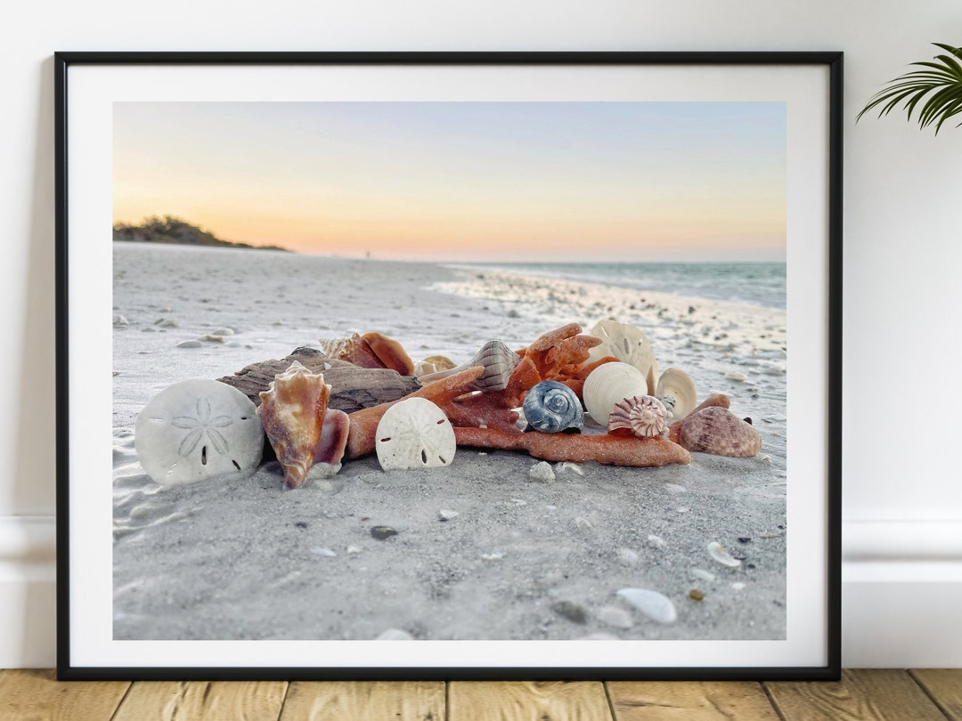 Seashell Fine Art Print, Sand Dollar Wall Art, Sand Dollar Home Decor ...