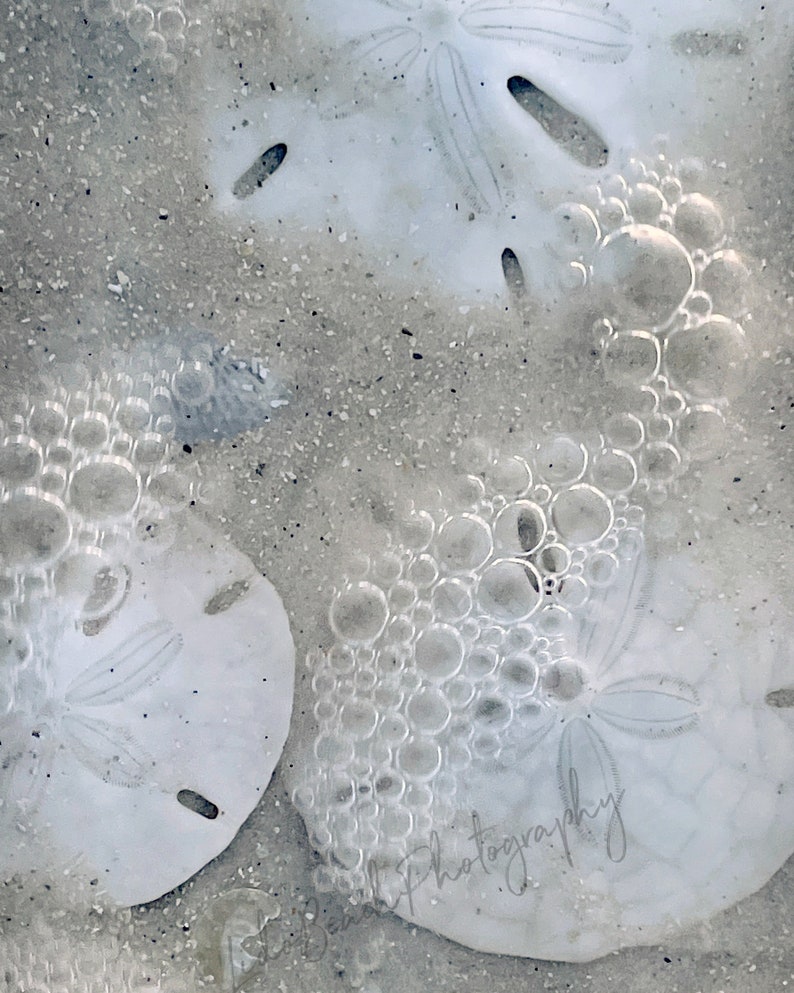 Seashell Fine Art Print, Sand Dollar Wall Art, Sand Dollar Home Decor ...