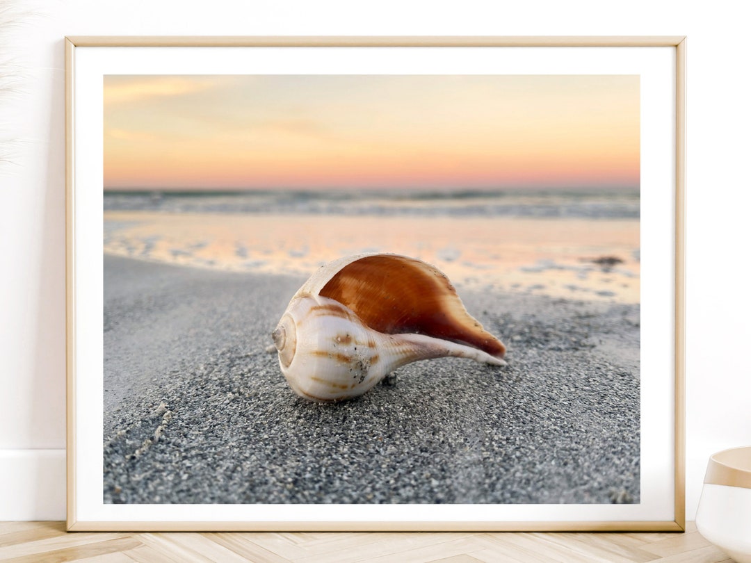 Pear Whelk Print, Sea Shells Fine Art Print, Coastal House Decor ...
