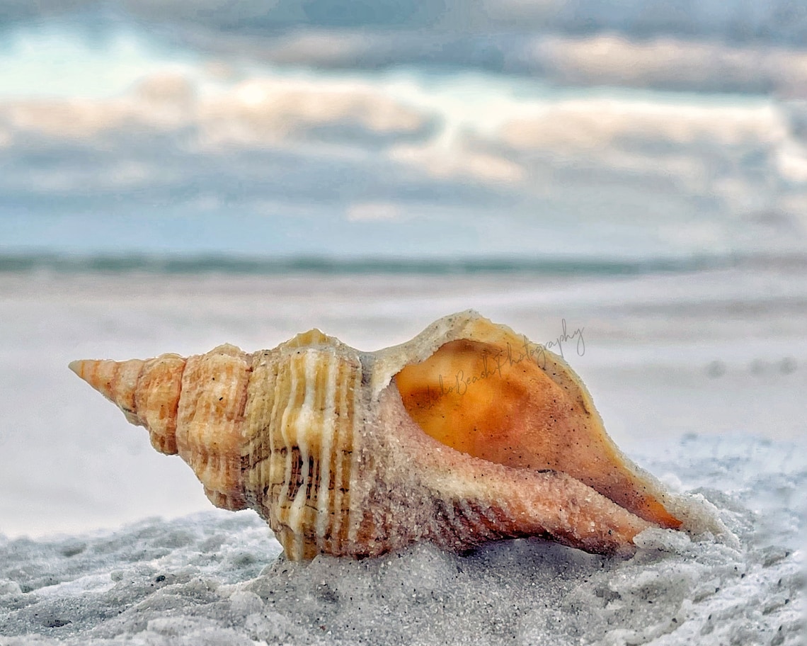 Florida Shell, Horse Conch, Seashell Fine Art Print, Seashell ...
