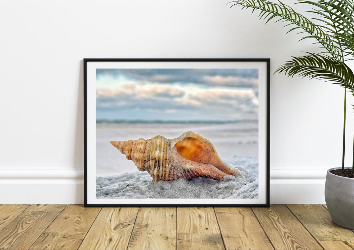 Florida Shell, Horse Conch, Seashell Fine Art Print, Seashell ...