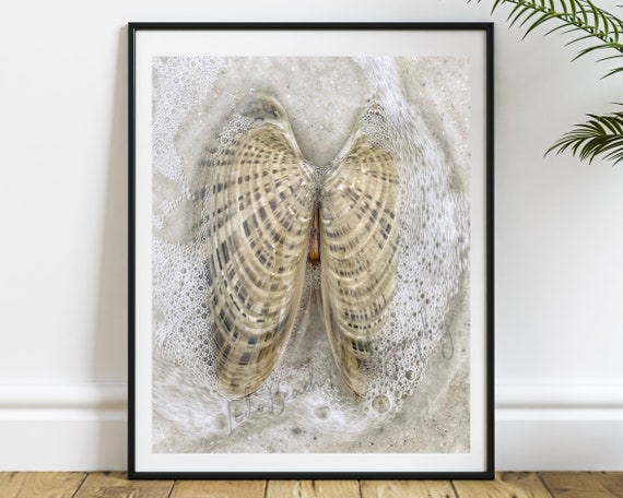 Sunray Venus Clam Seashell Photography Clam Photography - Etsy
