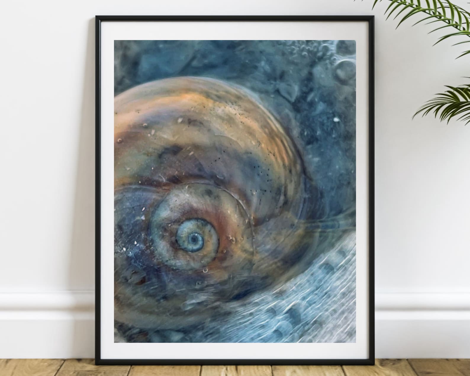 Seashell Photography, Shell Photo, Beach Decor, Fine Art Print, Coastal ...