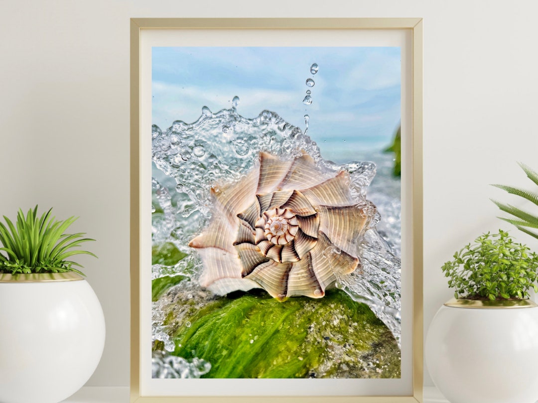 Lightning Whelk, Seashell Photography, Shell Photo, Beach Decor, Fine ...