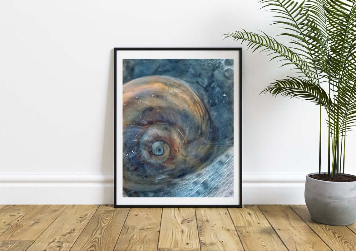 Seashell Photography, Shell Photo, Beach Decor, Fine Art Print, Coastal ...