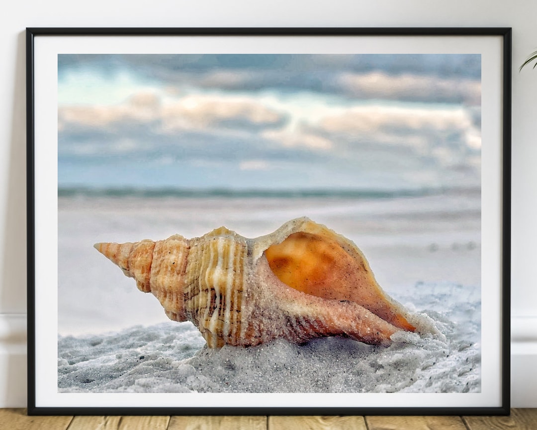 Florida Shell, Horse Conch, Seashell Fine Art Print, Seashell ...